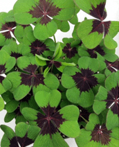 Winter Shamrocks – a lesson in prejudice | wonkagranny